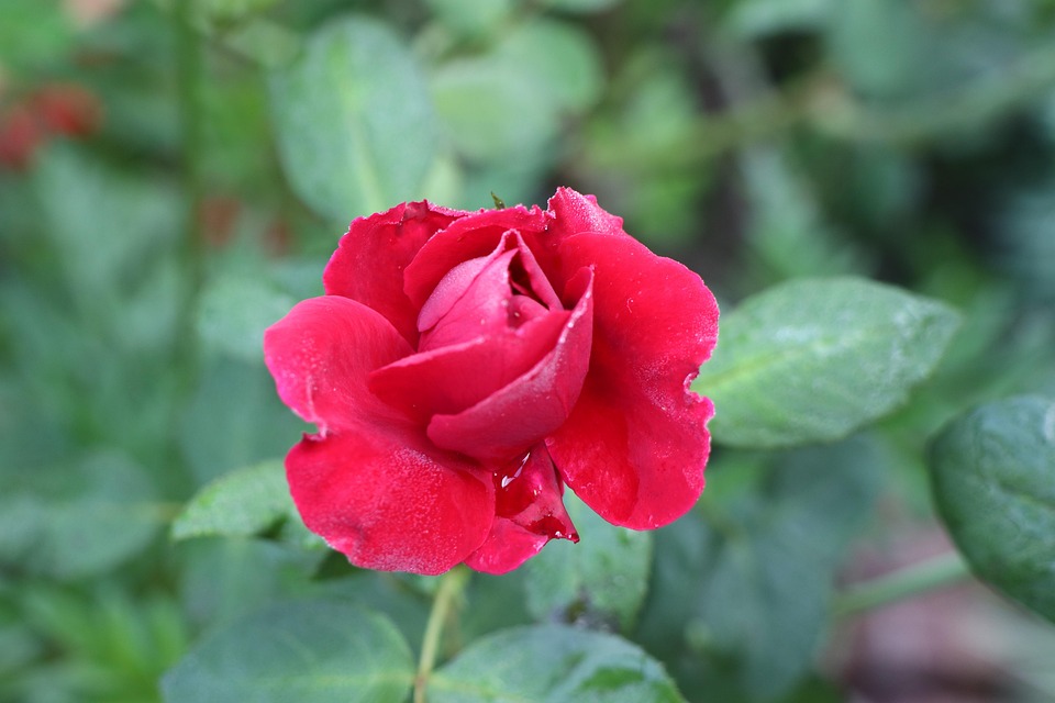 Rose Valetine Day Flower Love - Free photo on Pixabay