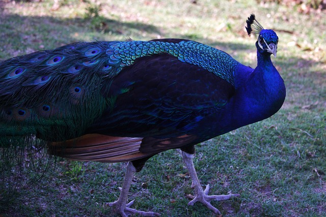 Pavo Real Pájaro Ave - Free photo on Pixabay