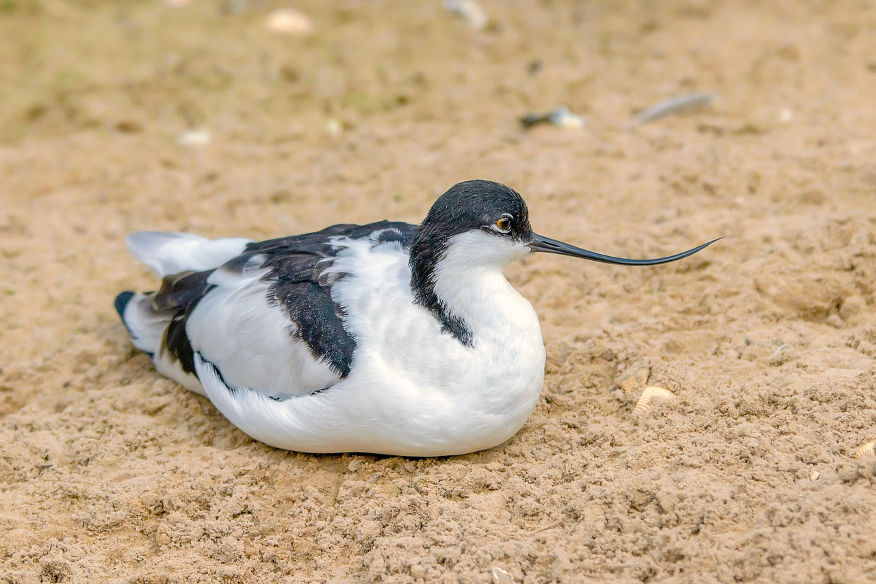 Bird Avocet Nature - Free photo on Pixabay