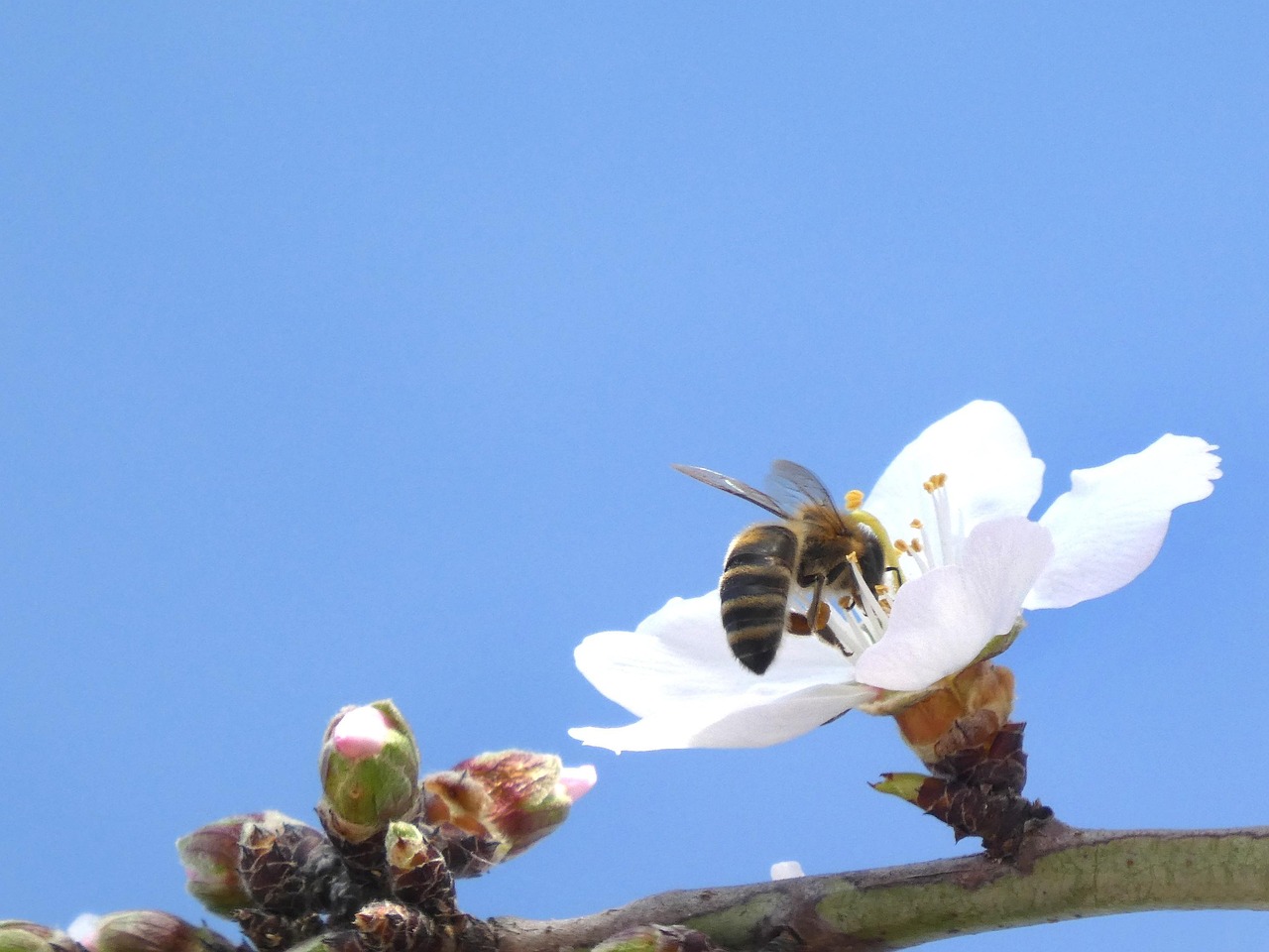 Lebah Di Bunga Almond Langit Biru - Foto gratis di Pixabay - Pixabay