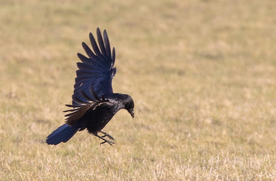 Krähe Flying Crow Schwarz - Kostenloses Foto auf Pixabay - Pixabay
