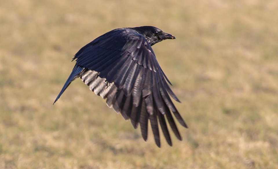 Krähe Flying Crow Schwarz - Kostenloses Foto auf Pixabay - Pixabay