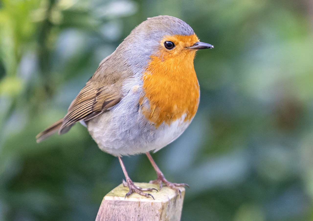 Robin Bird Perched Free Photo On Pixabay Robin Bird Perched Free Photo On Pixabay