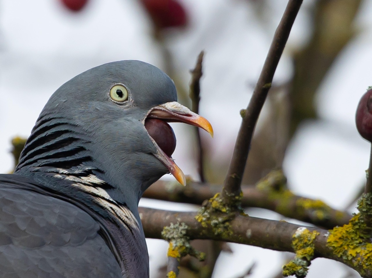 Merpati Kayu Burung Cabang - Foto gratis di Pixabay - Pixabay