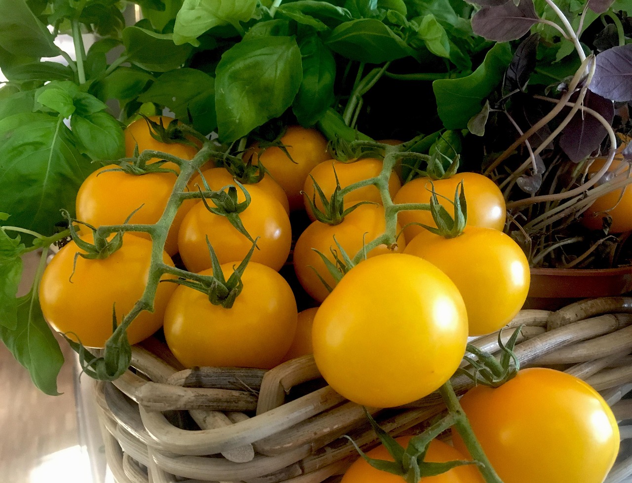 Tomatoes Yellow Basil - Free photo on Pixabay - Pixabay