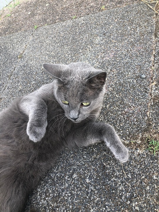 Gato Azul Russo Animal - Foto gratuita no Pixabay - Pixabay