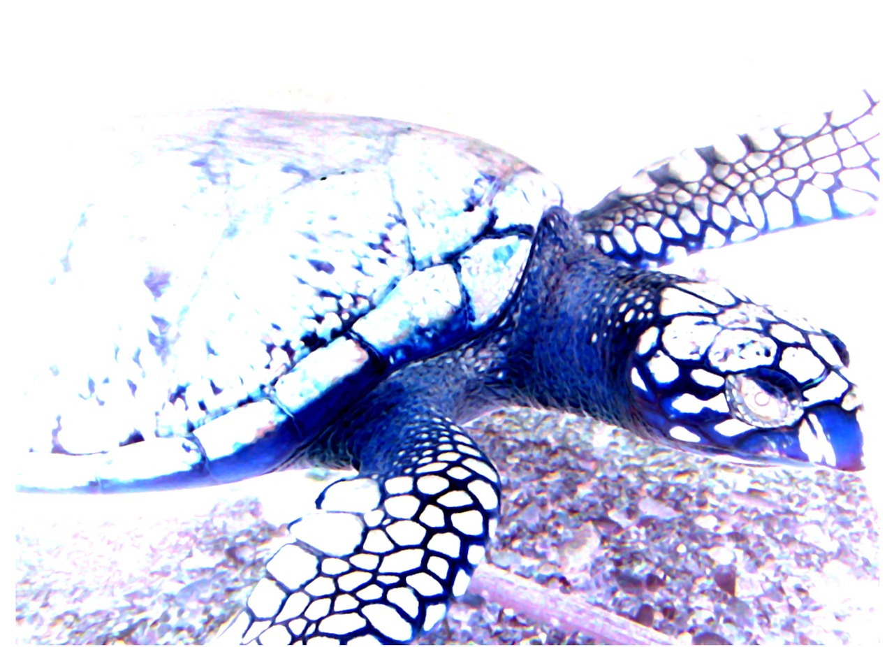 Turtle Nature Animal - Free photo on Pixabay - Pixabay