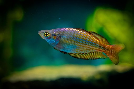 Tropical Rainbow Fish