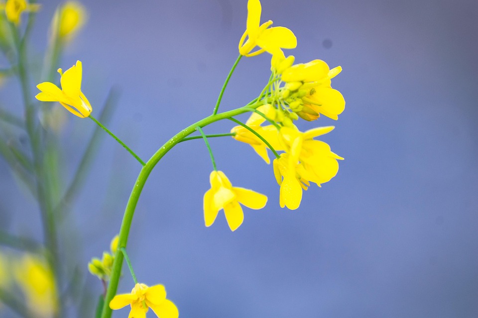 Blumen Senf Gelb - Kostenloses Foto auf Pixabay