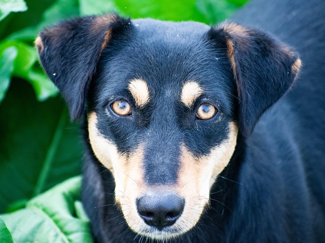 Chien Errant Animal - Photo gratuite sur Pixabay - Pixabay