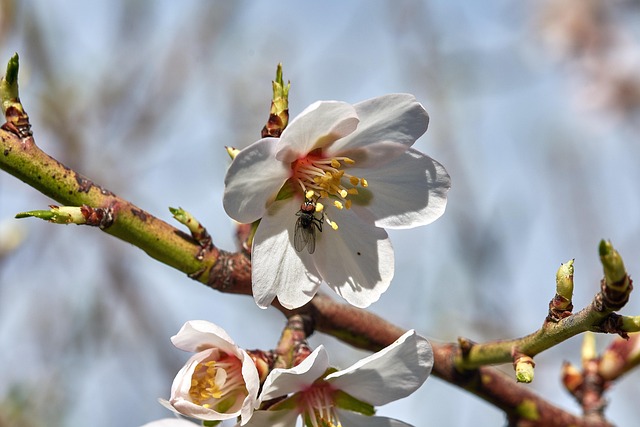 Flor De Almendro - Foto gratis en Pixabay - Pixabay