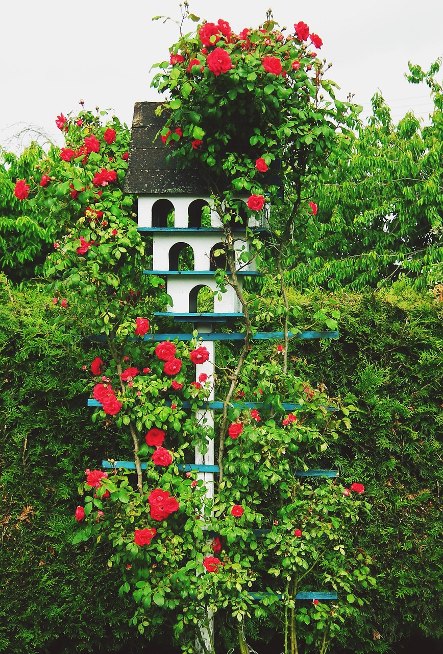 400+ Free Birdhouse & Nature Images - Pixabay