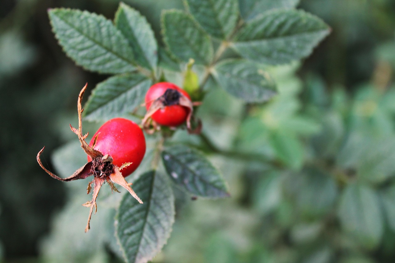 Escaramujo Planta Salvaje Flor - Foto gratis en Pixabay - Pixabay