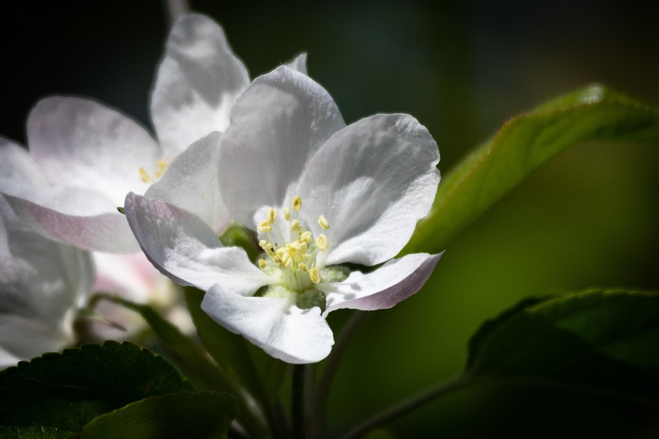 春天 开花 Altena - Pixabay上的免费照片 - Pixabay