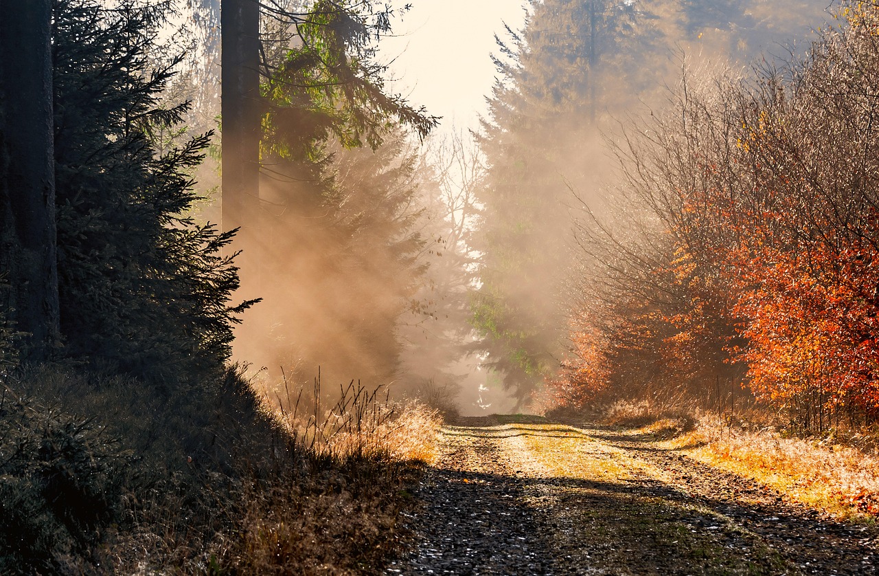 Autumn Forest Path - Free photo on Pixabay