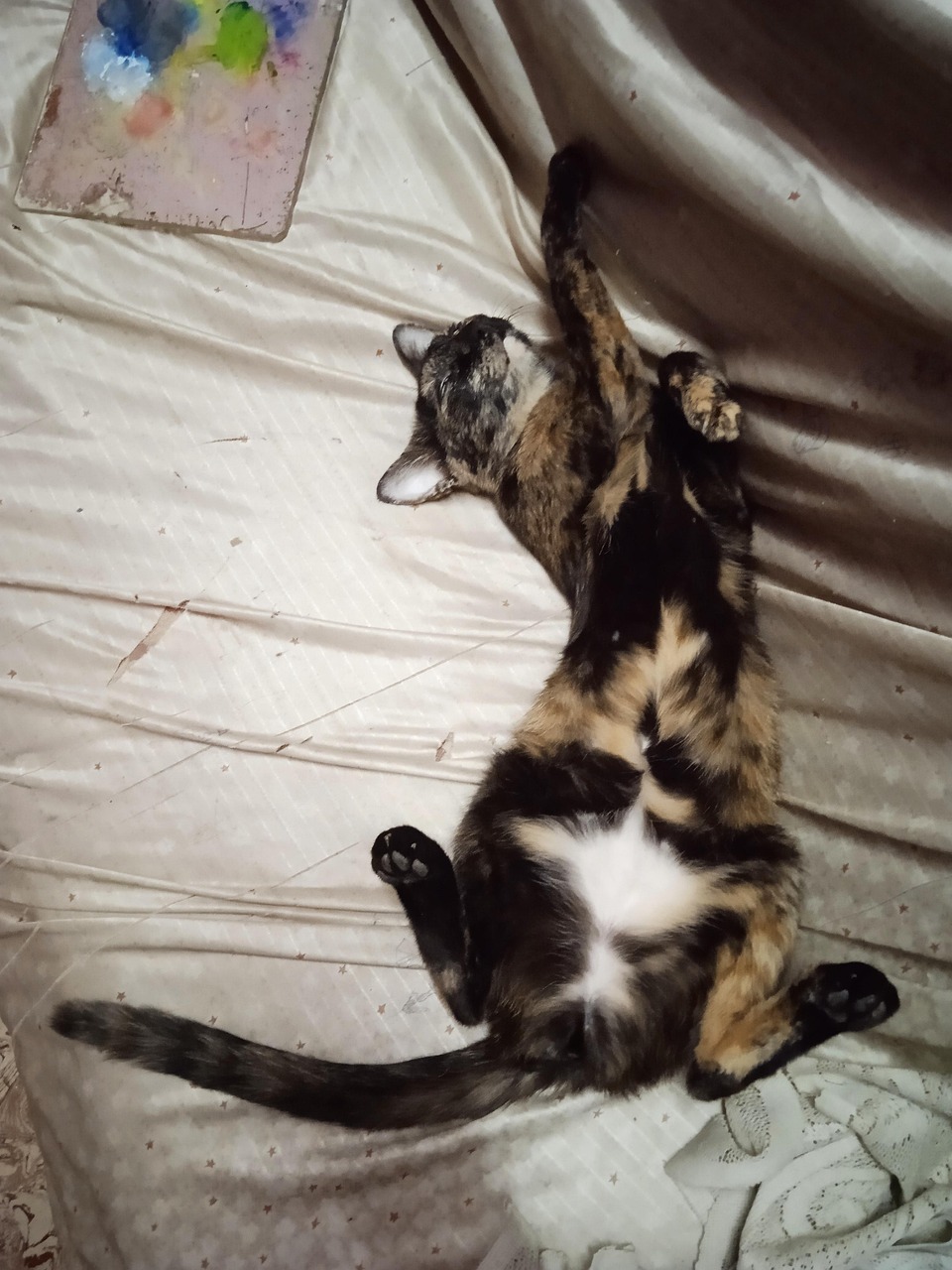 Cat Pussy Free Photo On Pixabay Pixabay