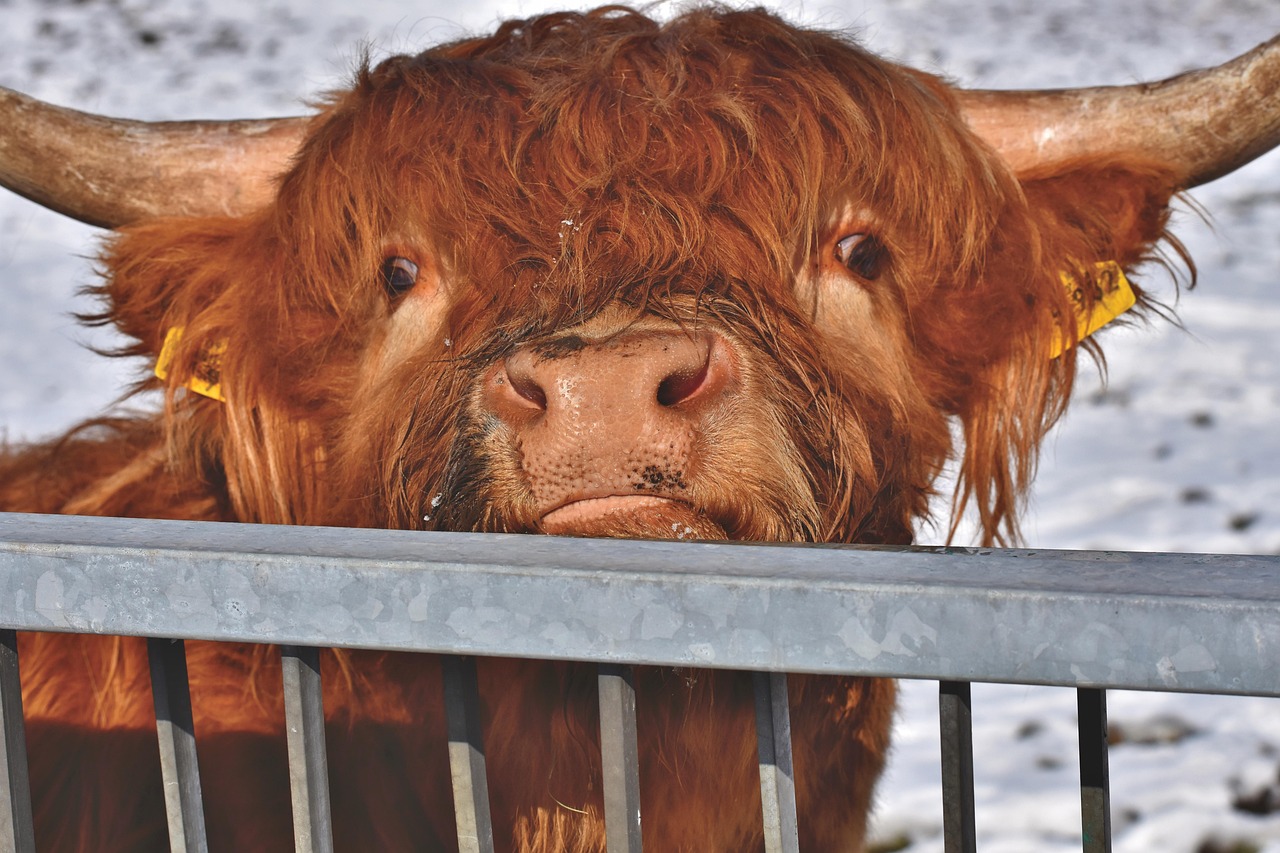 10,000+ Free Scottish Highland Cow & Cow Images - Pixabay