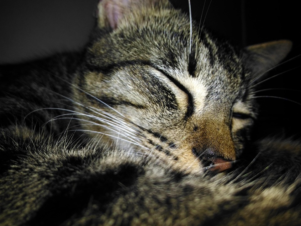 Cat Deep Sleep Sleeping - Free photo on Pixabay - Pixabay