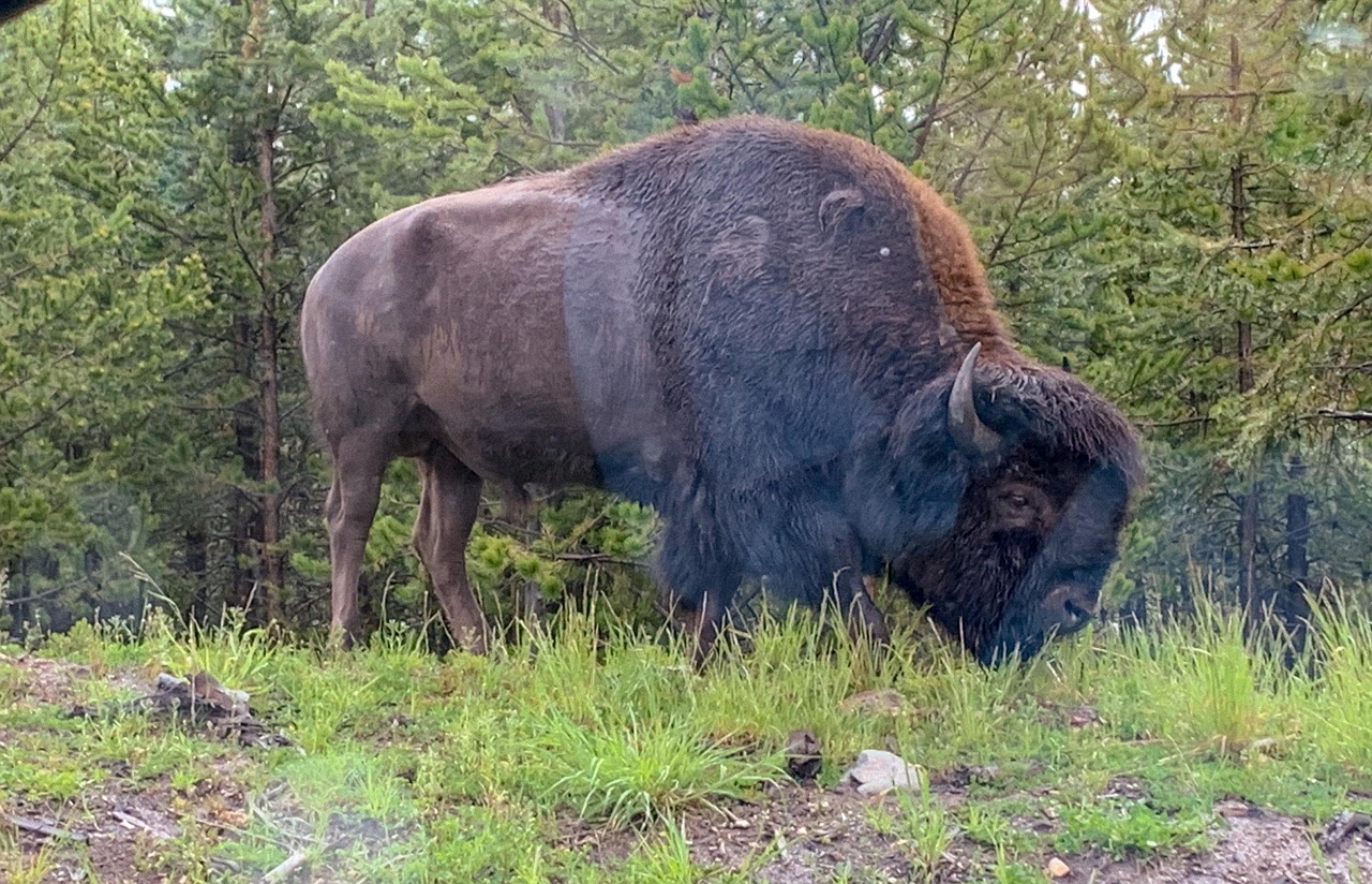 600+ Free Bison & Buffalo Images - Pixabay