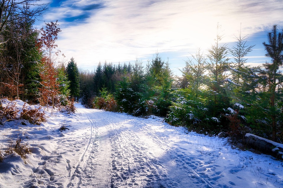 Winter Wald Schnee - Kostenloses Foto auf Pixabay - Pixabay