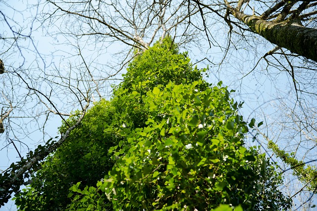 Tree Green Branches - Free photo on Pixabay - Pixabay
