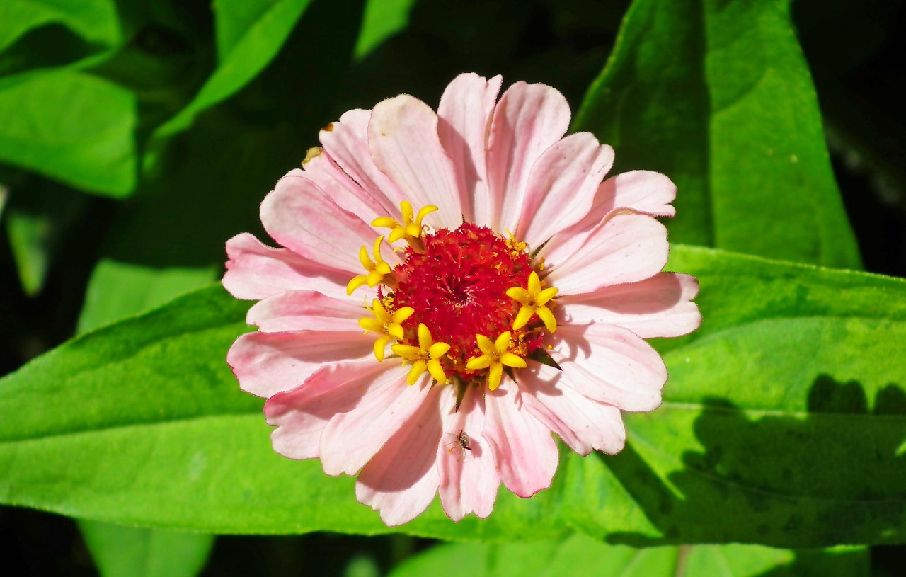 Zinnia Flor Rosado - Foto gratis en Pixabay - Pixabay