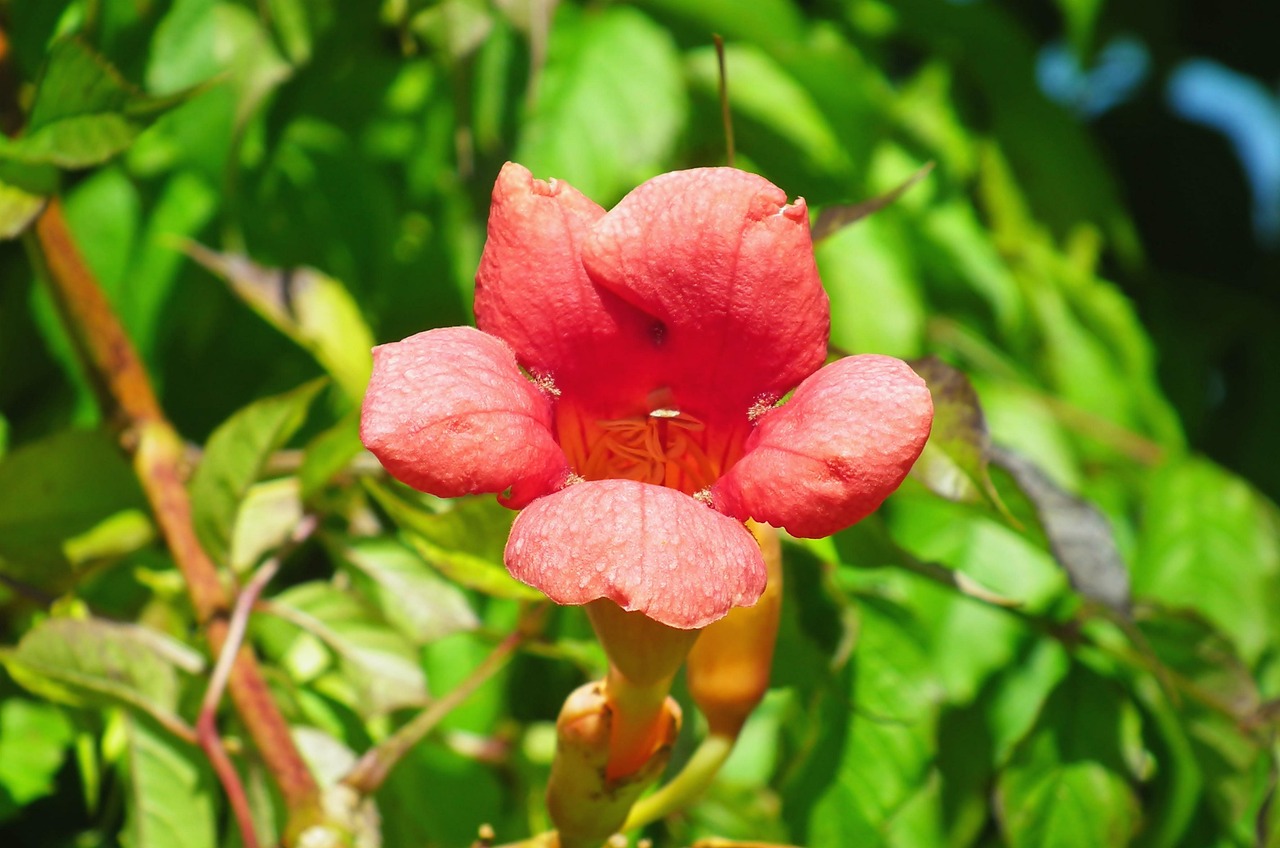 Plus de 2 images de Milim et de Orange - Pixabay