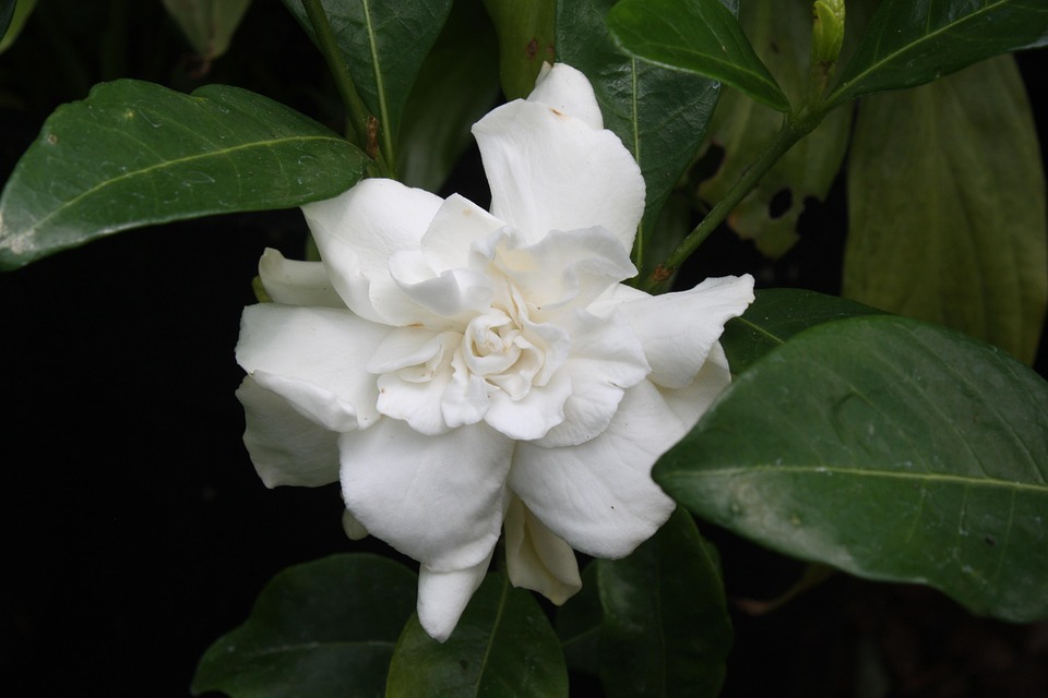 Gardenia White Flower - Free photo on Pixabay - Pixabay