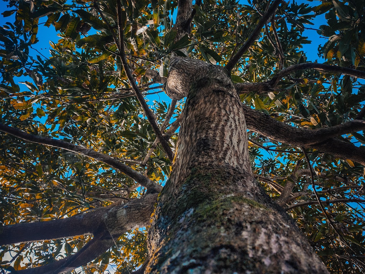 100+ Free Under Tree & Nature Images - Pixabay