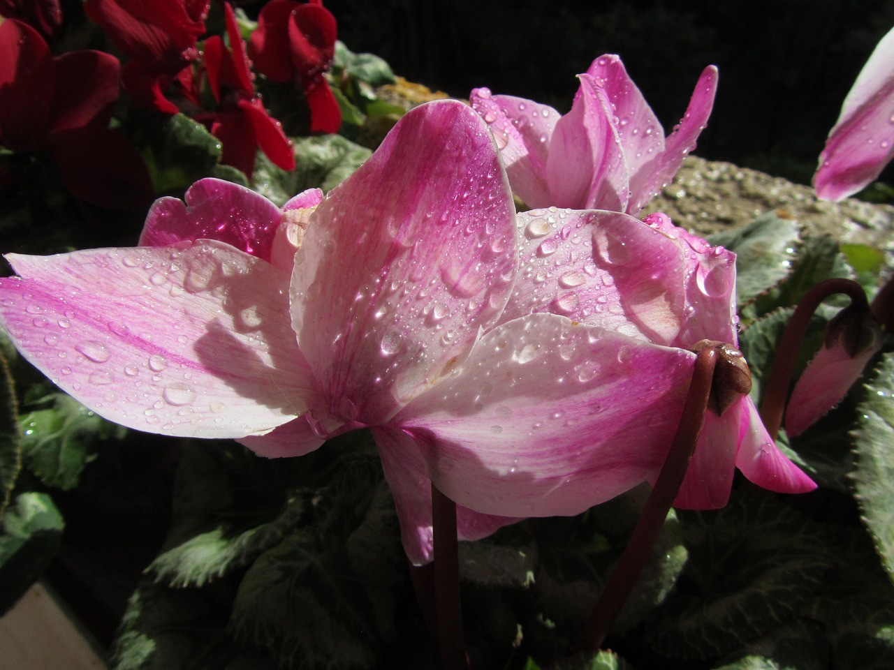 Flores Rosado Agua - Foto gratis en Pixabay - Pixabay