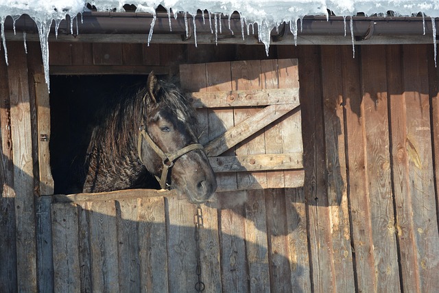 Horse Stable Icicles - Free photo on Pixabay - Pixabay