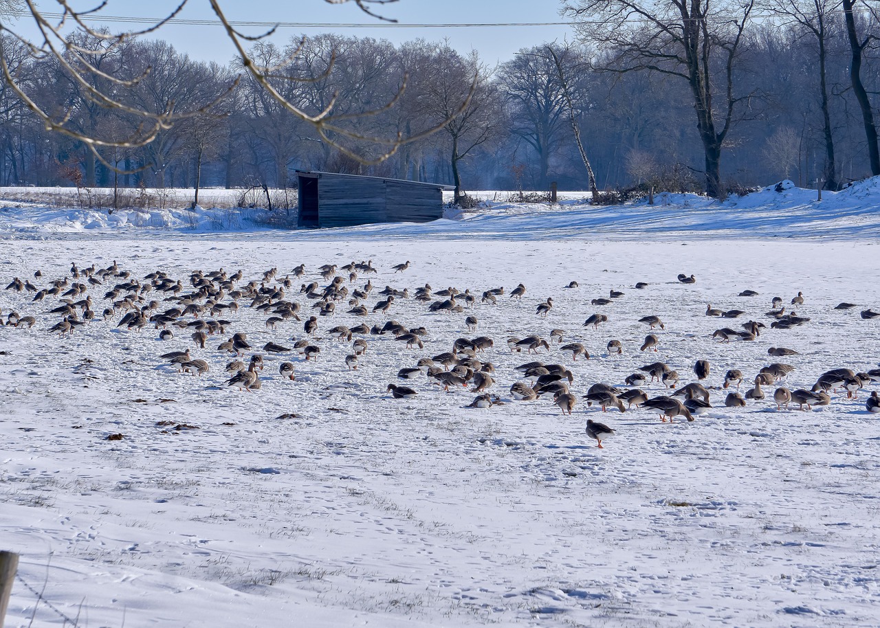 Geese Birds Winter - Free photo on Pixabay - Pixabay