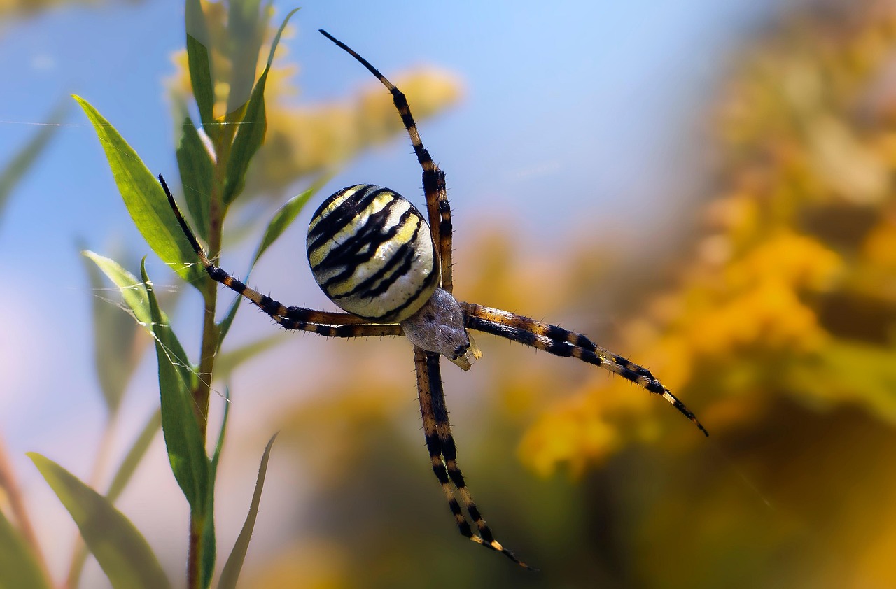 Insect Spider Flower - Free photo on Pixabay - Pixabay