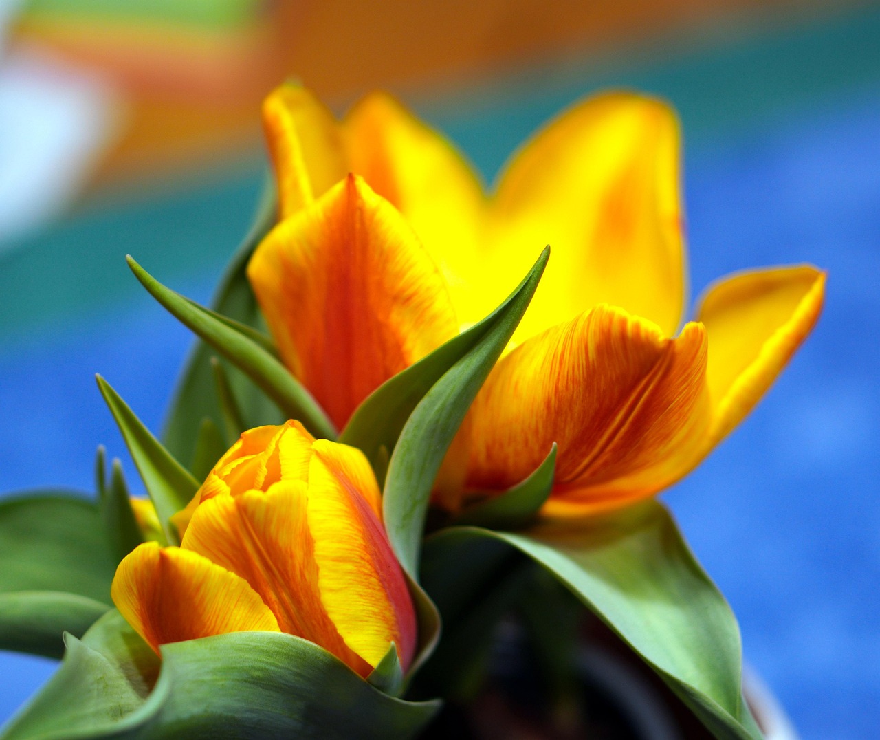 Blomster Tulipaner Blomstre Gule - Gratis foto på Pixabay - Pixabay