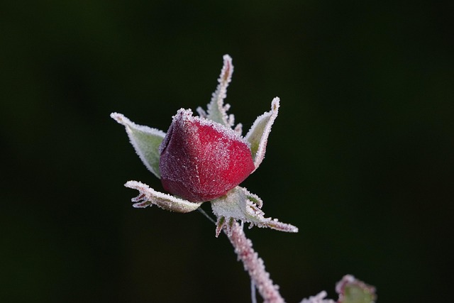Rose Bourgeon Gel La - Photo gratuite sur Pixabay - Pixabay
