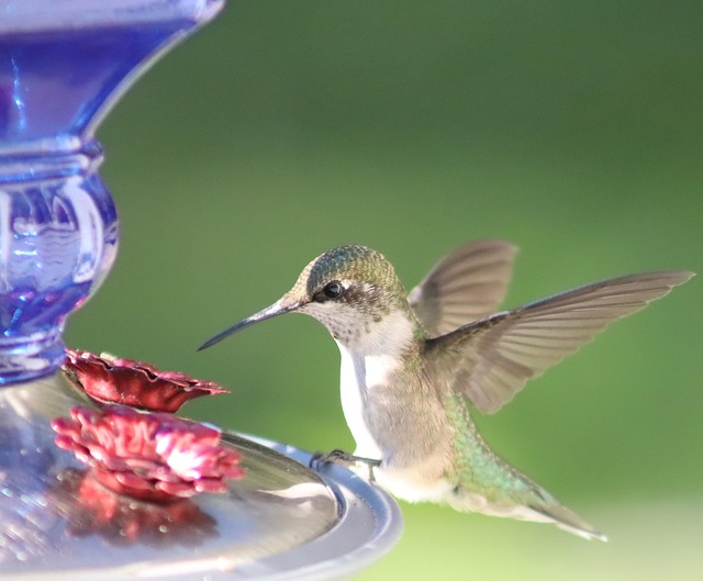 Ruby-Throated Humming Bird Green - Free photo on Pixabay - Pixabay