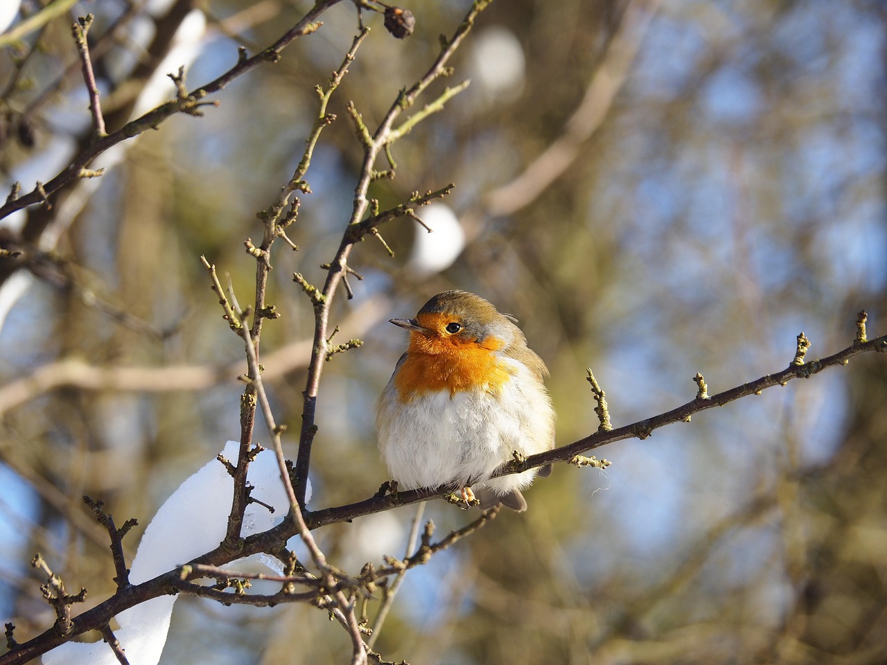 Natur Tiere Robin - Kostenloses Foto auf Pixabay - Pixabay