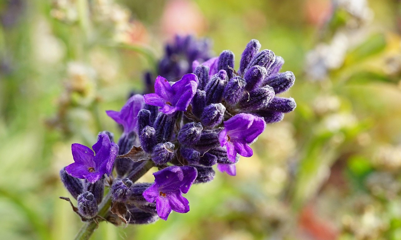 Purple Lavender Flower - Free photo on Pixabay - Pixabay