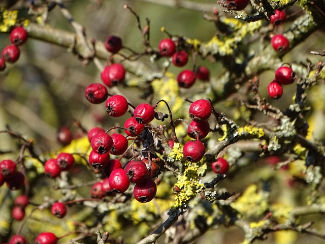 Hawthorn Autumn Crop - Free photo on Pixabay - Pixabay