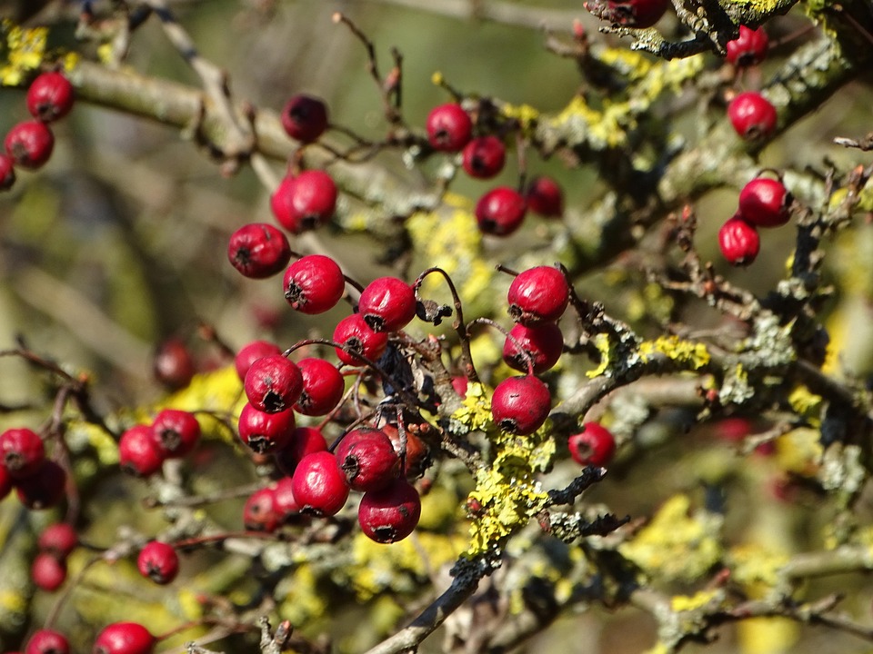 Hawthorn Autumn Crop - Free photo on Pixabay - Pixabay