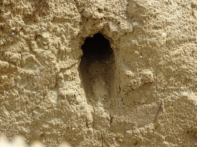 Odu Bird Tunnel - Free photo on Pixabay - Pixabay