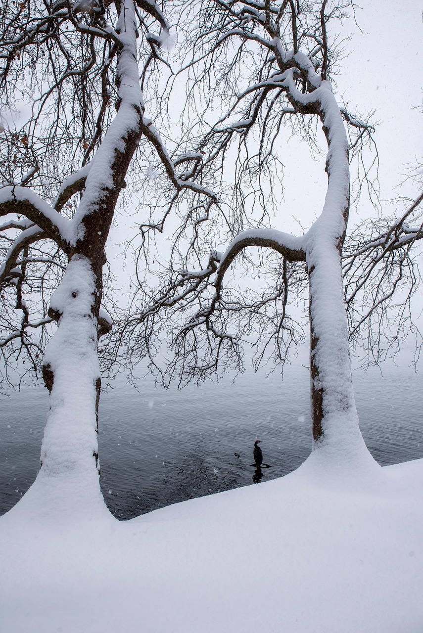 Snow Tree Ice - Free photo on Pixabay - Pixabay