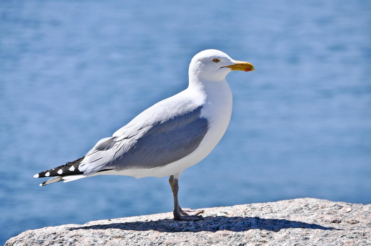 500+ kostenlose Nahaufnahme Möwe & Nahaufnahme Fotos - Pixabay
