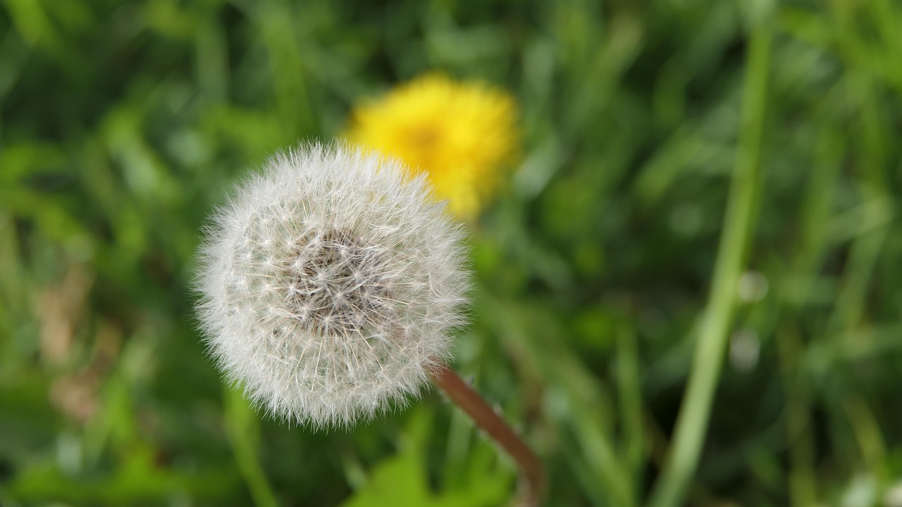 Dandelion Plant Seed Head - Free photo on Pixabay - Pixabay