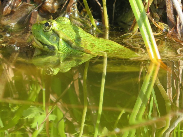 Sapo Verde Mare - Foto gratuita no Pixabay - Pixabay