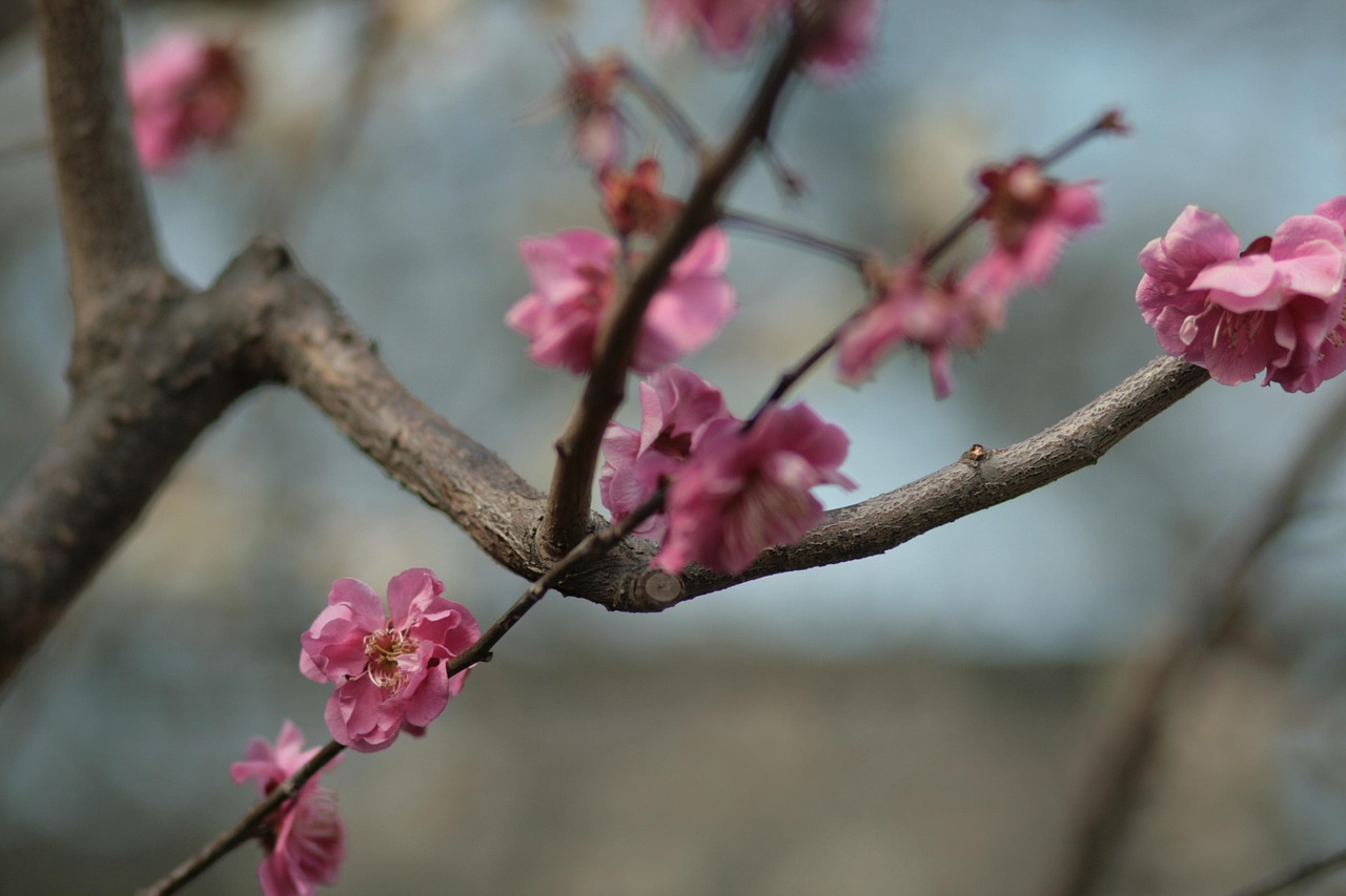 Hadong-Gun South Korea Plum - Free photo on Pixabay - Pixabay