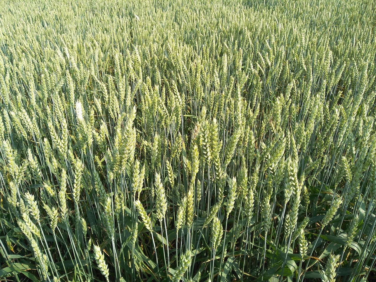 Field Landscape Wheat - Free photo on Pixabay - Pixabay