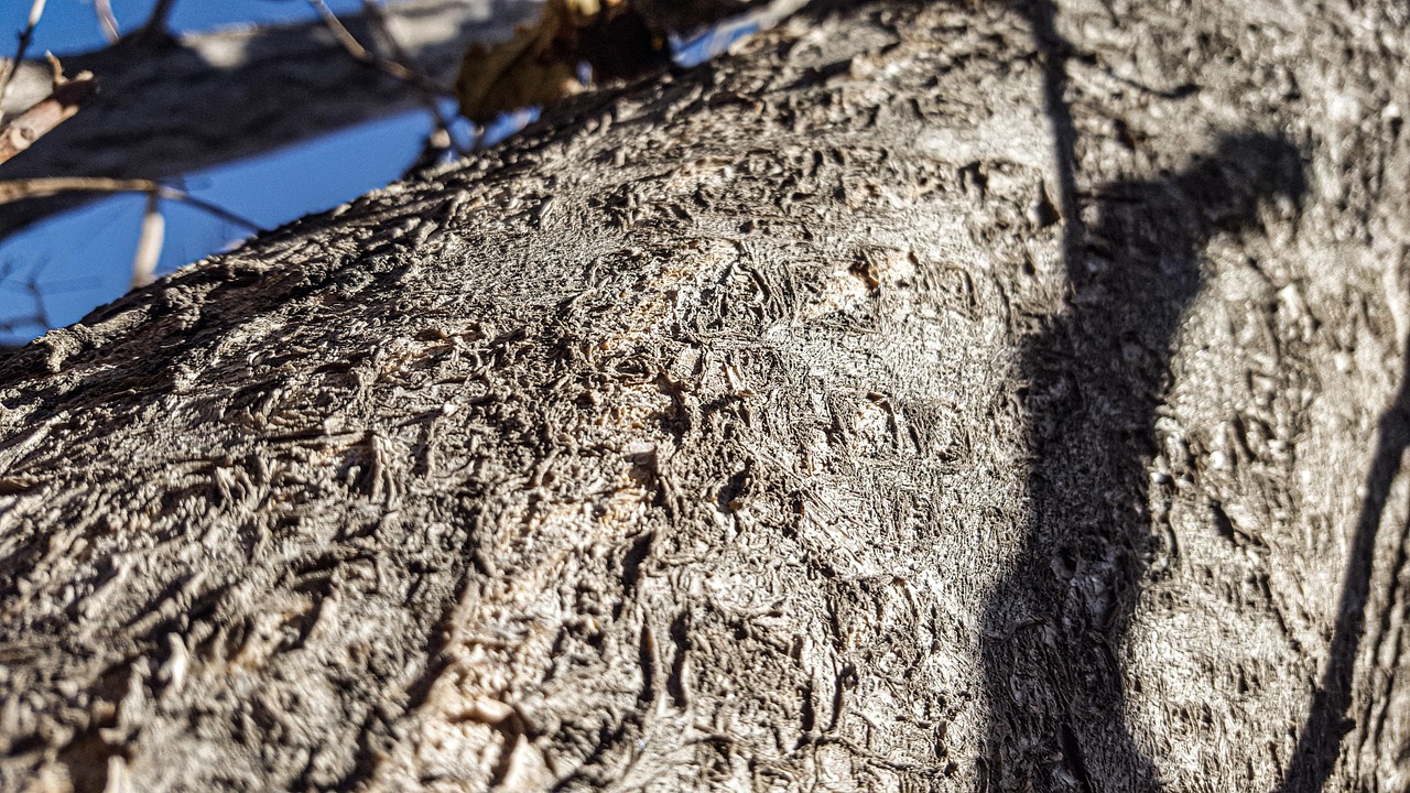 Baum Stamm Holz - Kostenloses Foto auf Pixabay - Pixabay