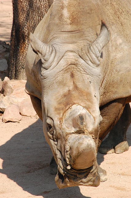 Rinoceronte Jardim Zoológico - Foto gratuita no Pixabay - Pixabay