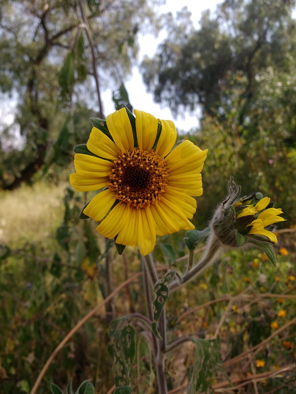Sunflower Kuning Bunga - Foto gratis di Pixabay - Pixabay